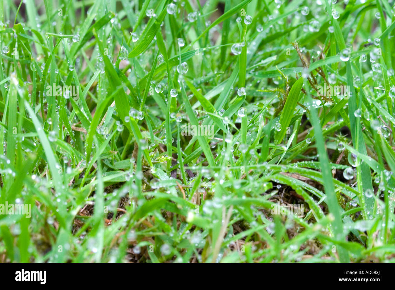 Water droples hi-res stock photography and images - Alamy