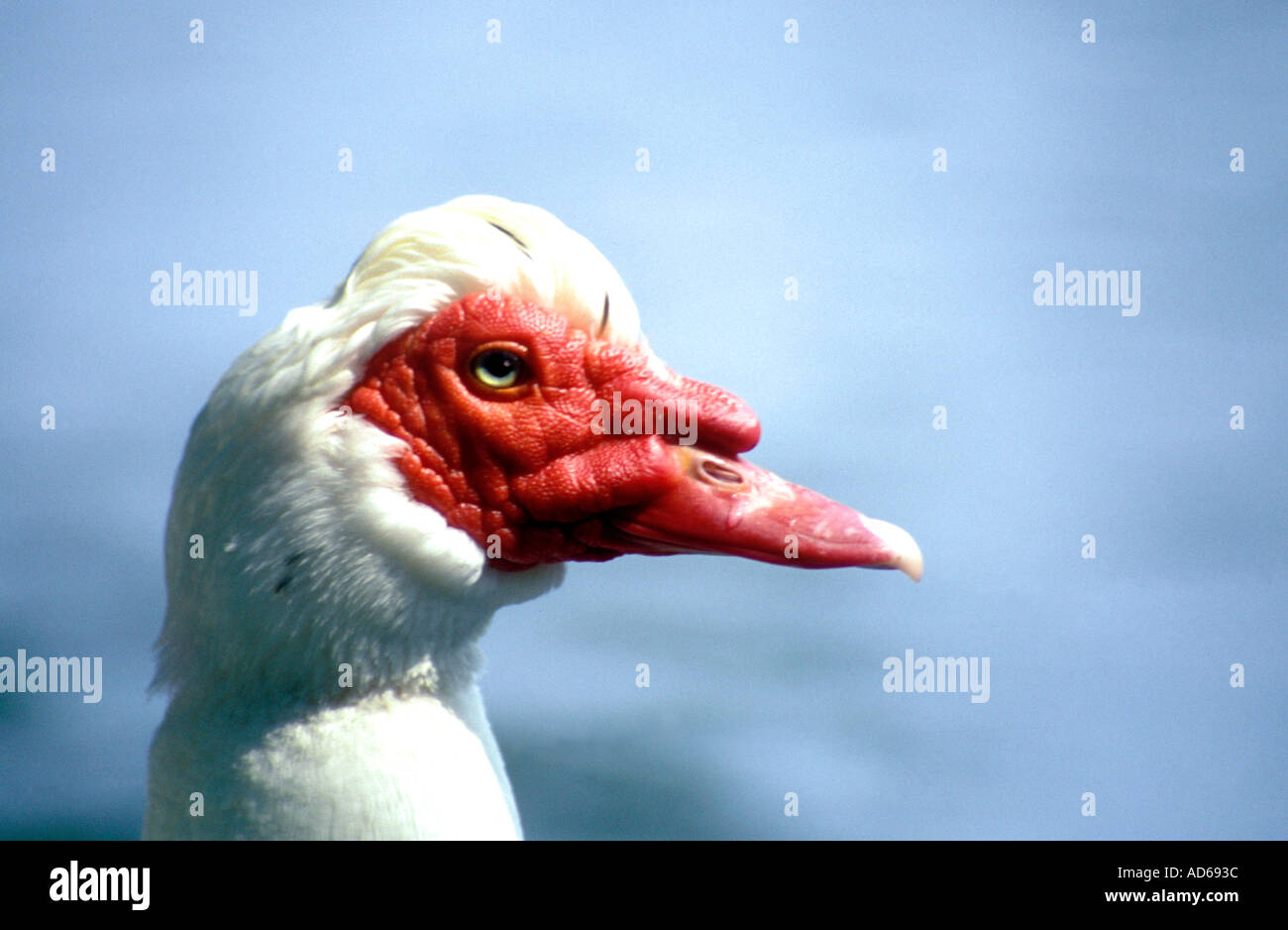 Red faced duck hi-res stock photography and images - Alamy