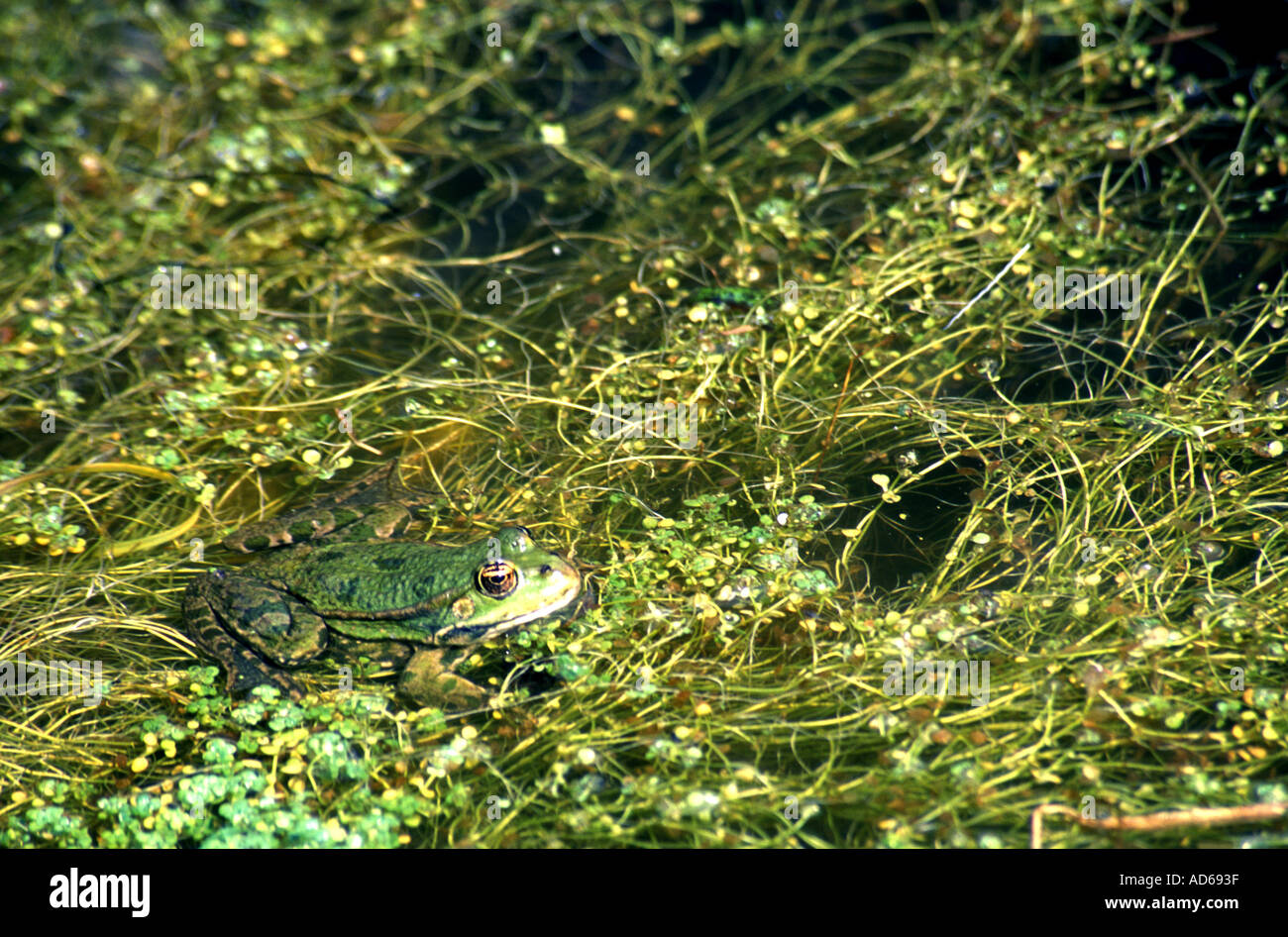 Frog in duckweed Stock Photo - Alamy