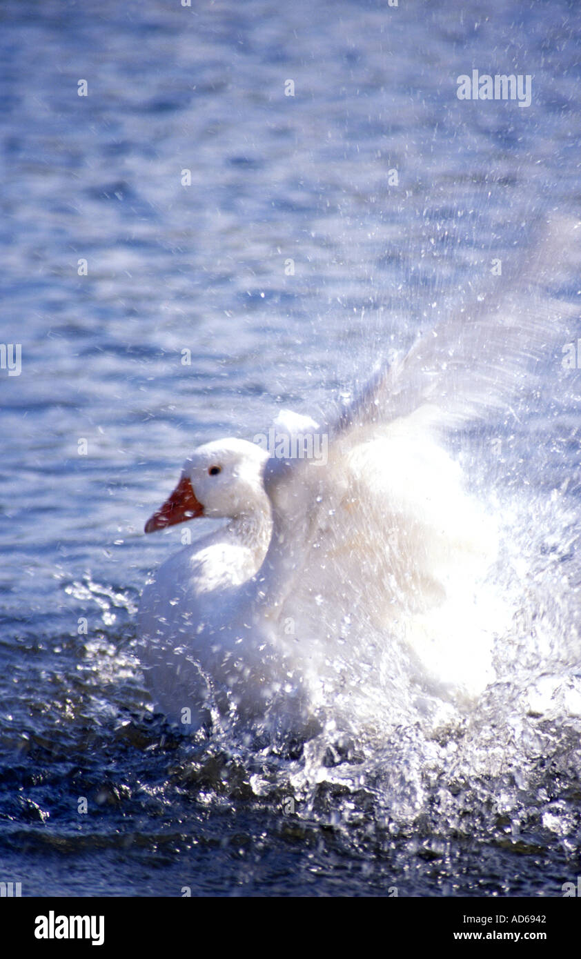 Goose bath hi-res stock photography and images - Alamy