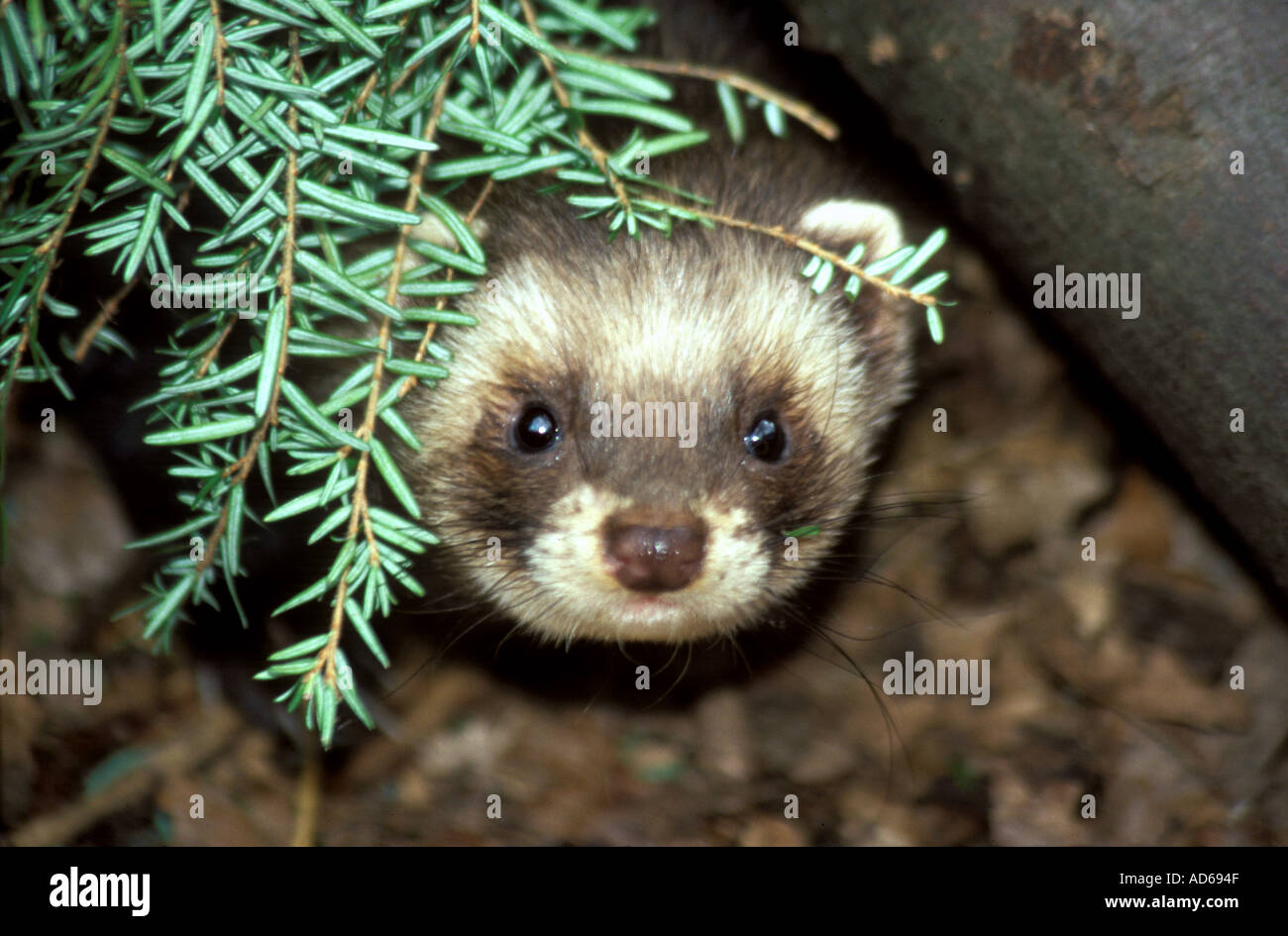 Polecat face hi-res stock photography and images - Alamy