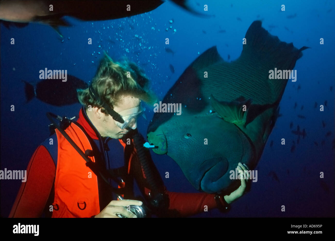 scuba diver caresses humphead wrasse fish, Red Sea, Egypt Stock Photo ...