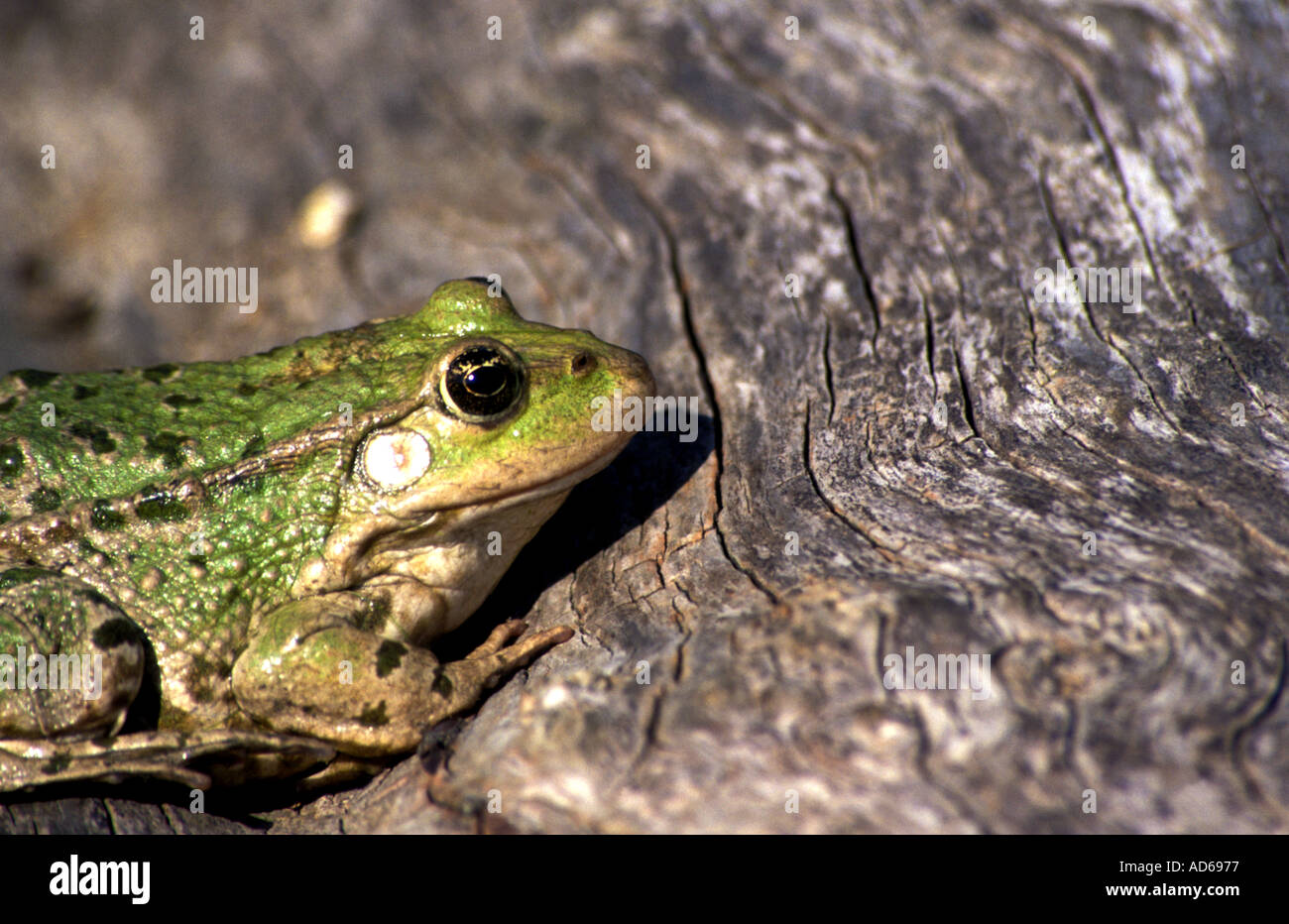 Frog on log Stock Photo - Alamy