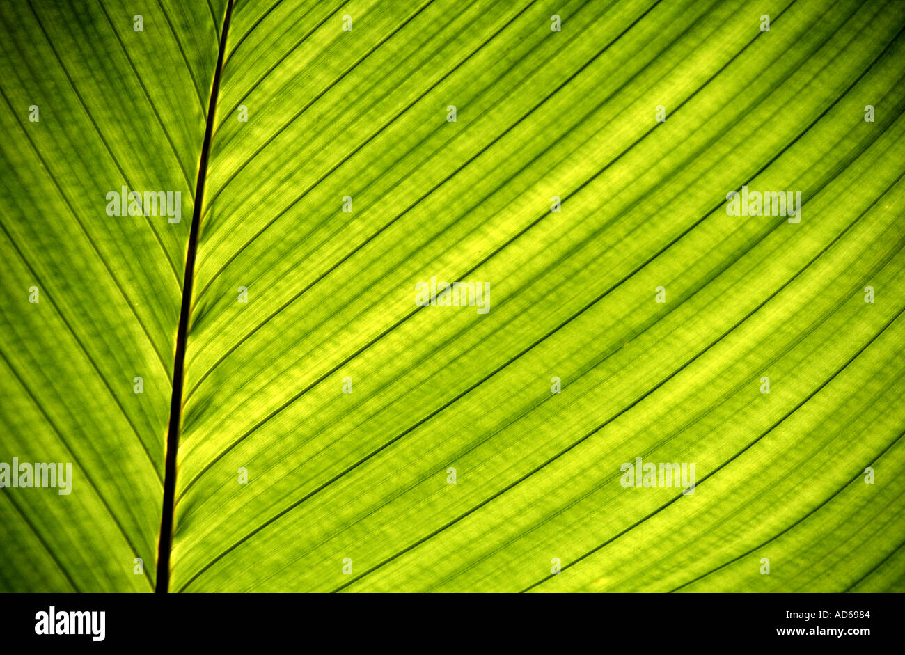 Parallel leaf veins hi-res stock photography and images - Alamy