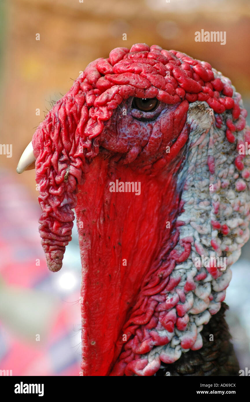 Turkeys eye hi-res stock photography and images - Alamy