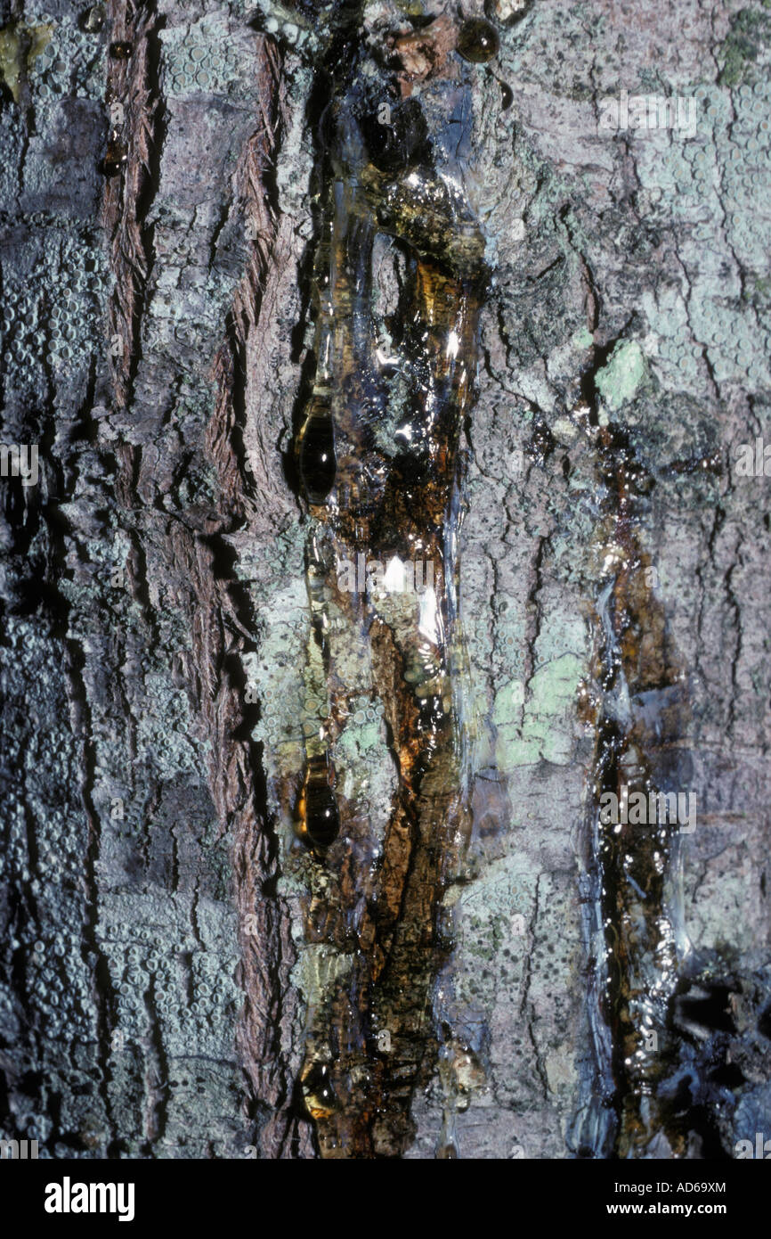 Resin oozing from a conifer Corfu Stock Photo - Alamy