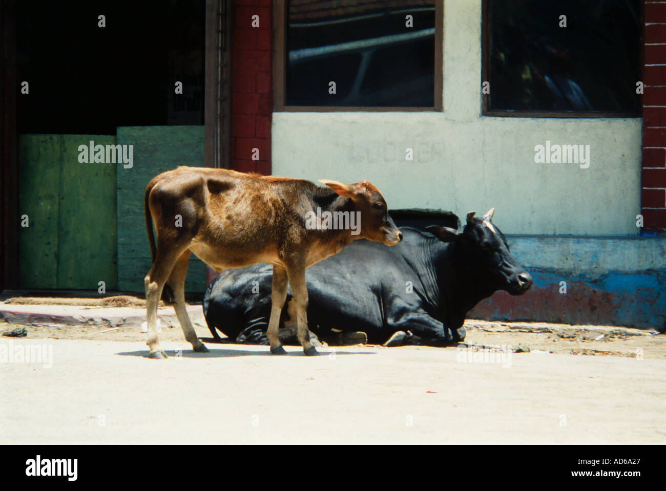 Cows sit down hi-res stock photography and images - Alamy