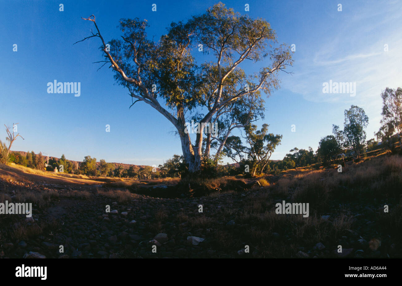 Gum trees in Todd River Alice Springs Stock Photo - Alamy