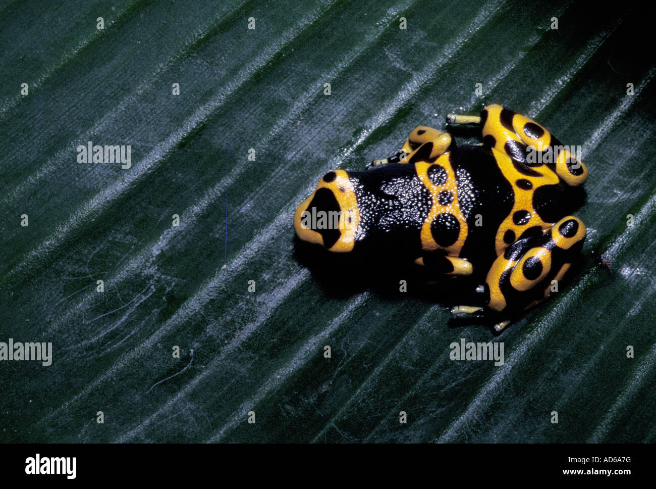 Horizontal amphibian frog bumble bee dendrobates lucamaleous hi-res ...