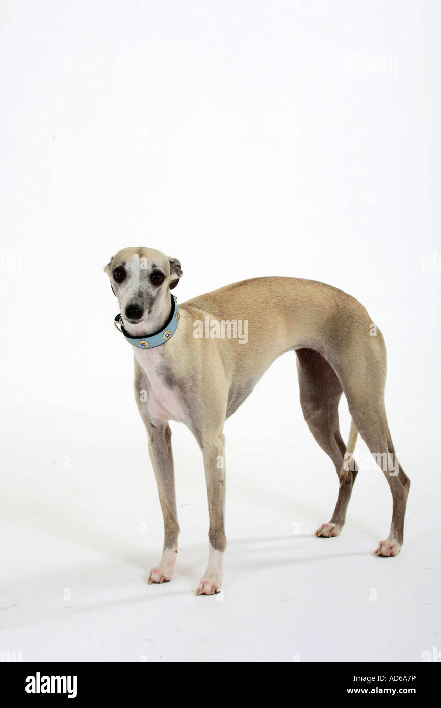 Eye whippet hi-res stock photography and images - Alamy