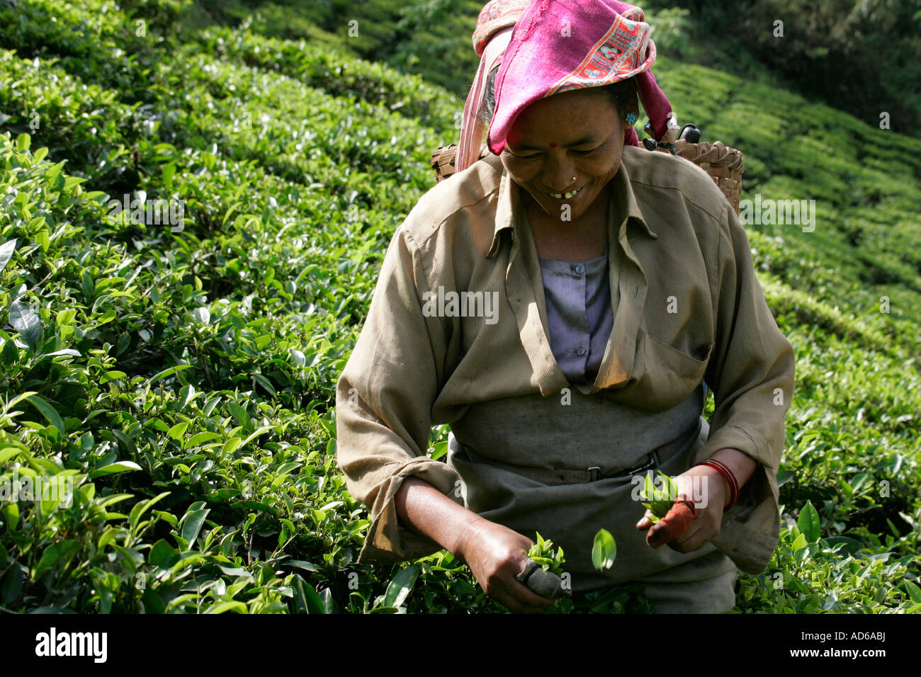 Tea picking in West Bengal, India Stock Photo - Alamy