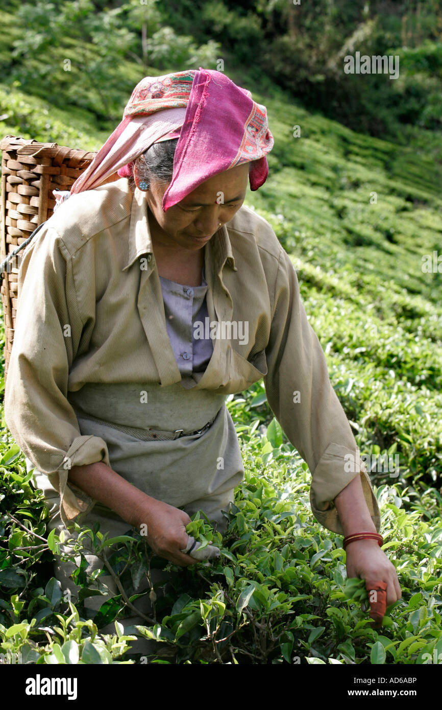 Tea picking in West Bengal, India Stock Photo - Alamy