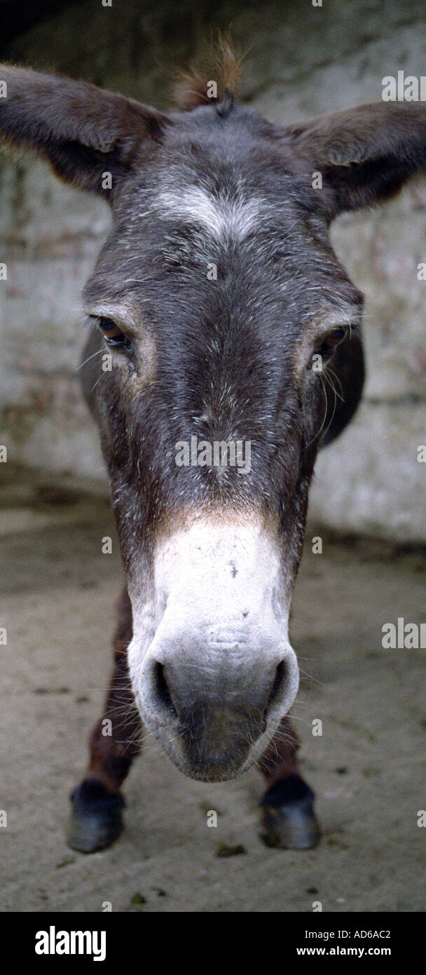 Close up view of donkey with distorted face Stock Photo - Alamy