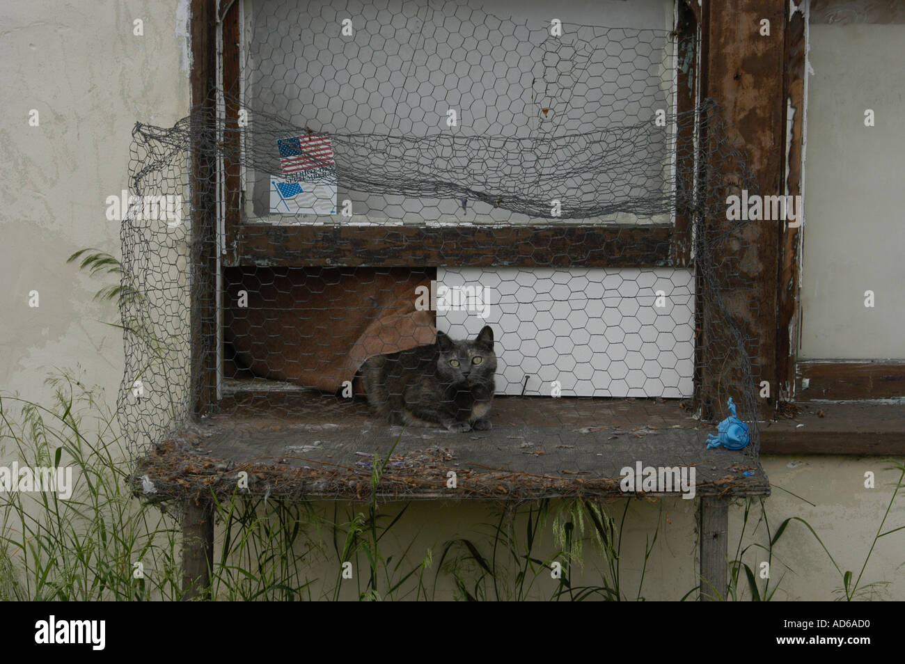 Cat Confined by Chicken Wire Enclosed Window Stock Photo - Alamy