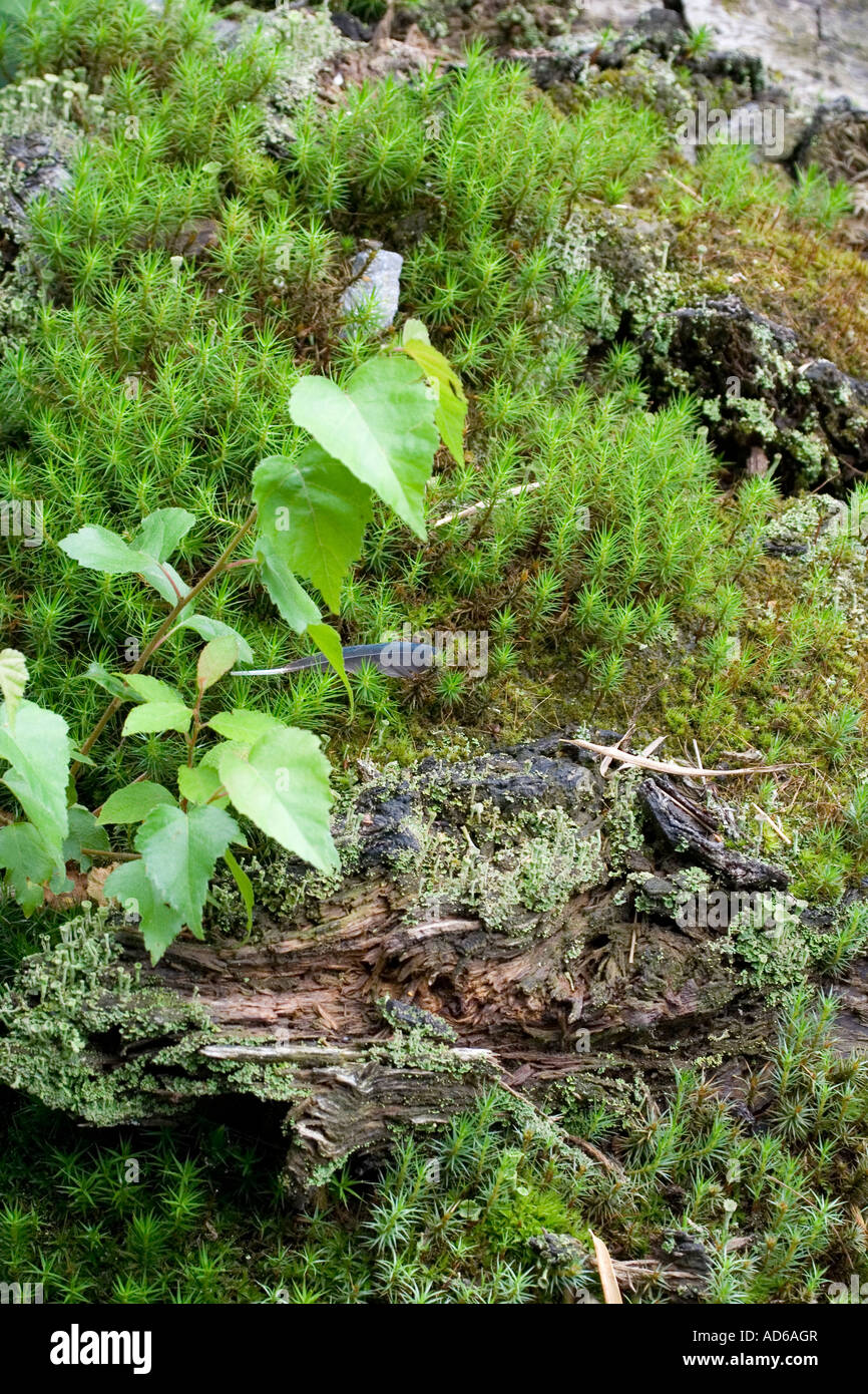 moss on wood Stock Photo - Alamy