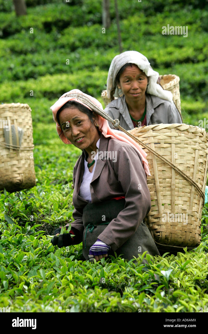 Tea picking in West Bengal, India Stock Photo - Alamy