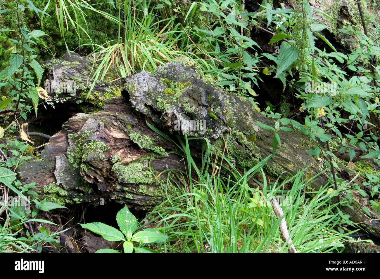 Green moss on stump hi-res stock photography and images - Alamy