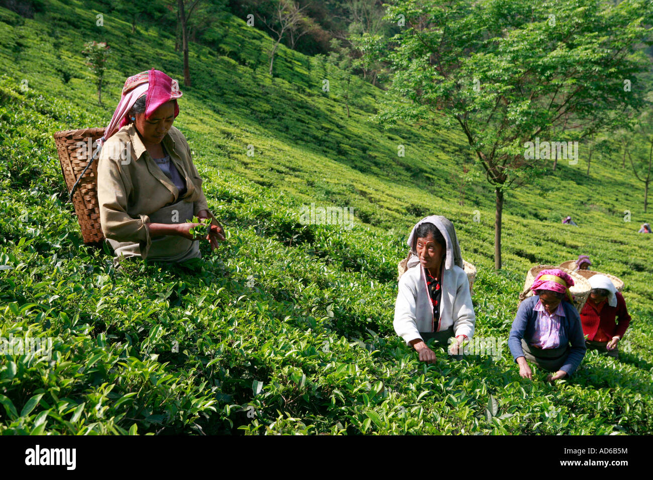 Tea picking in West Bengal, India Stock Photo - Alamy