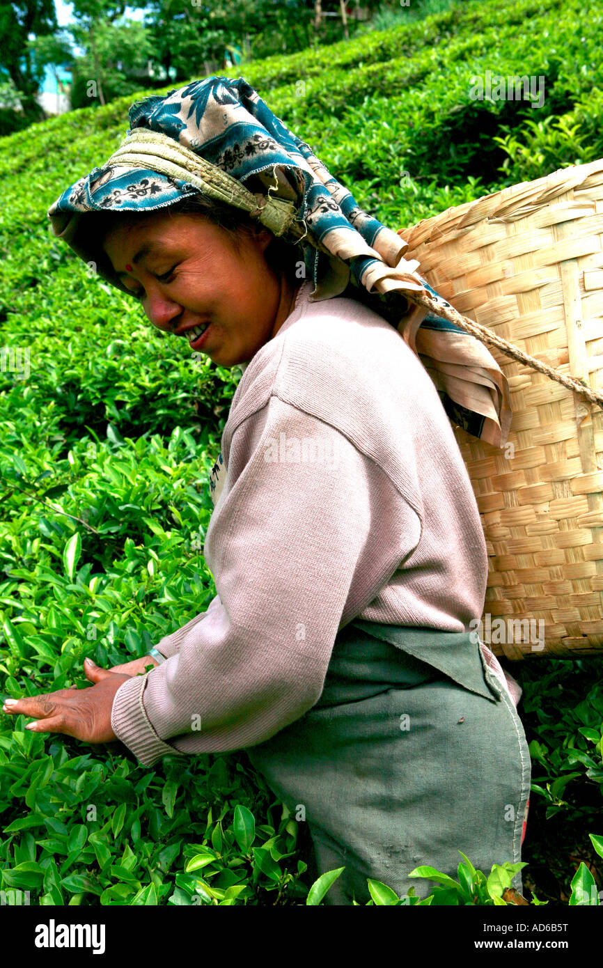 Tea picking in West Bengal, India Stock Photo - Alamy