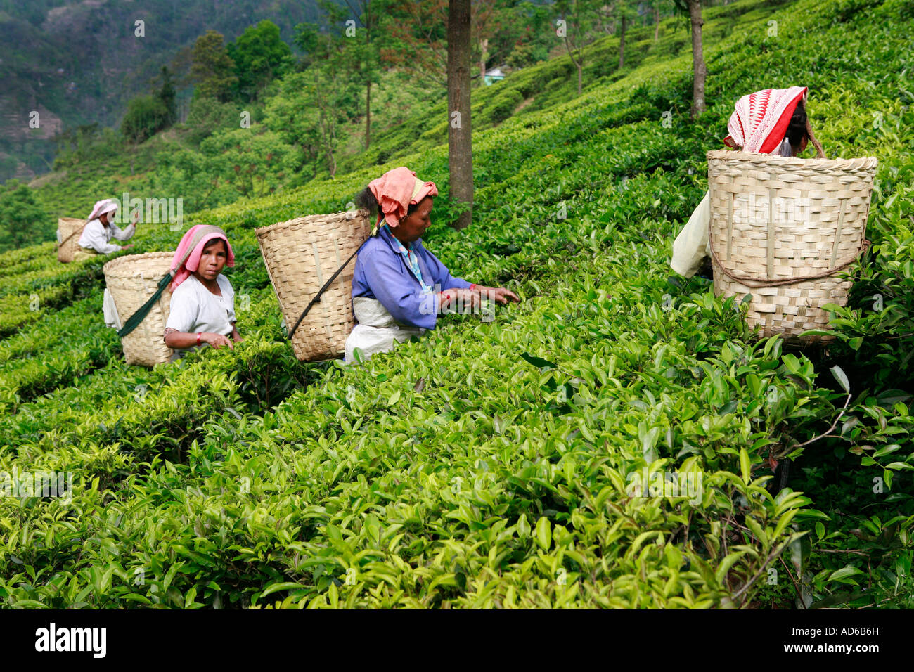 Tea picking in West Bengal, India Stock Photo - Alamy