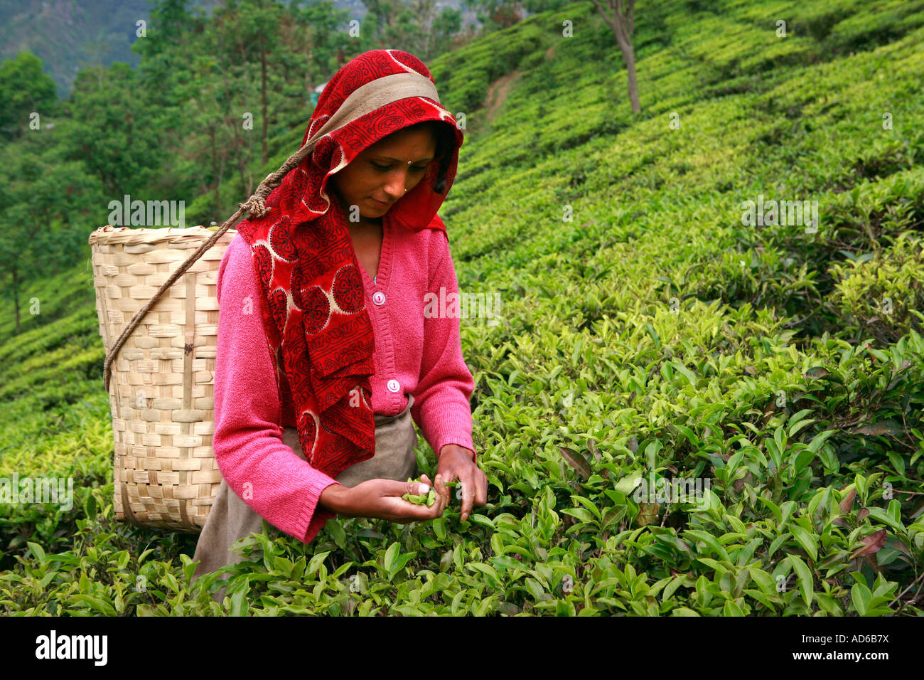 Tea picking in West Bengal, India Stock Photo - Alamy