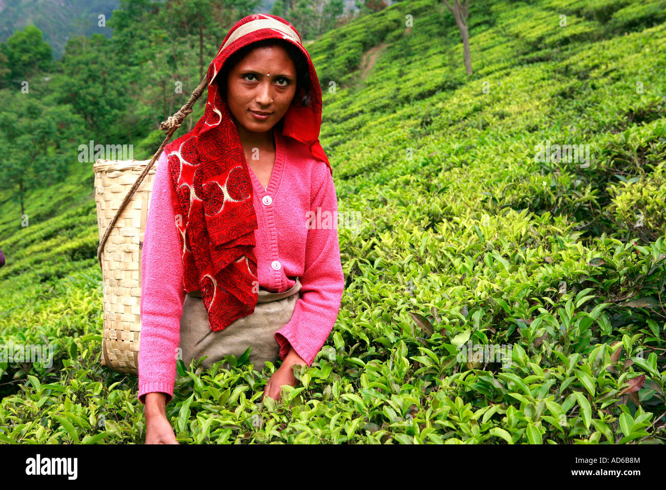 Tea picking in West Bengal, India Stock Photo - Alamy