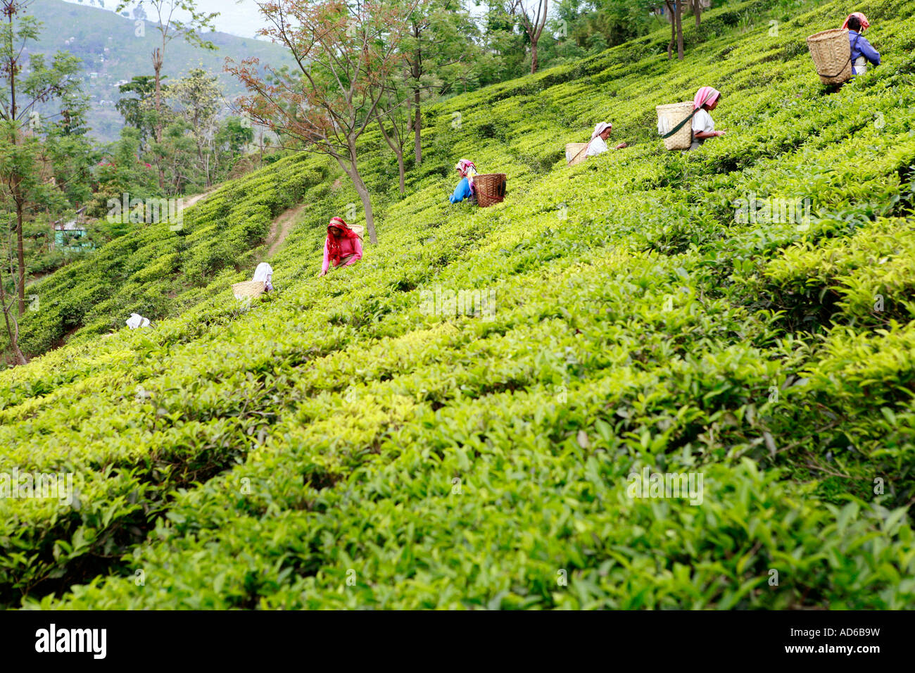Tea picking in West Bengal, India Stock Photo - Alamy