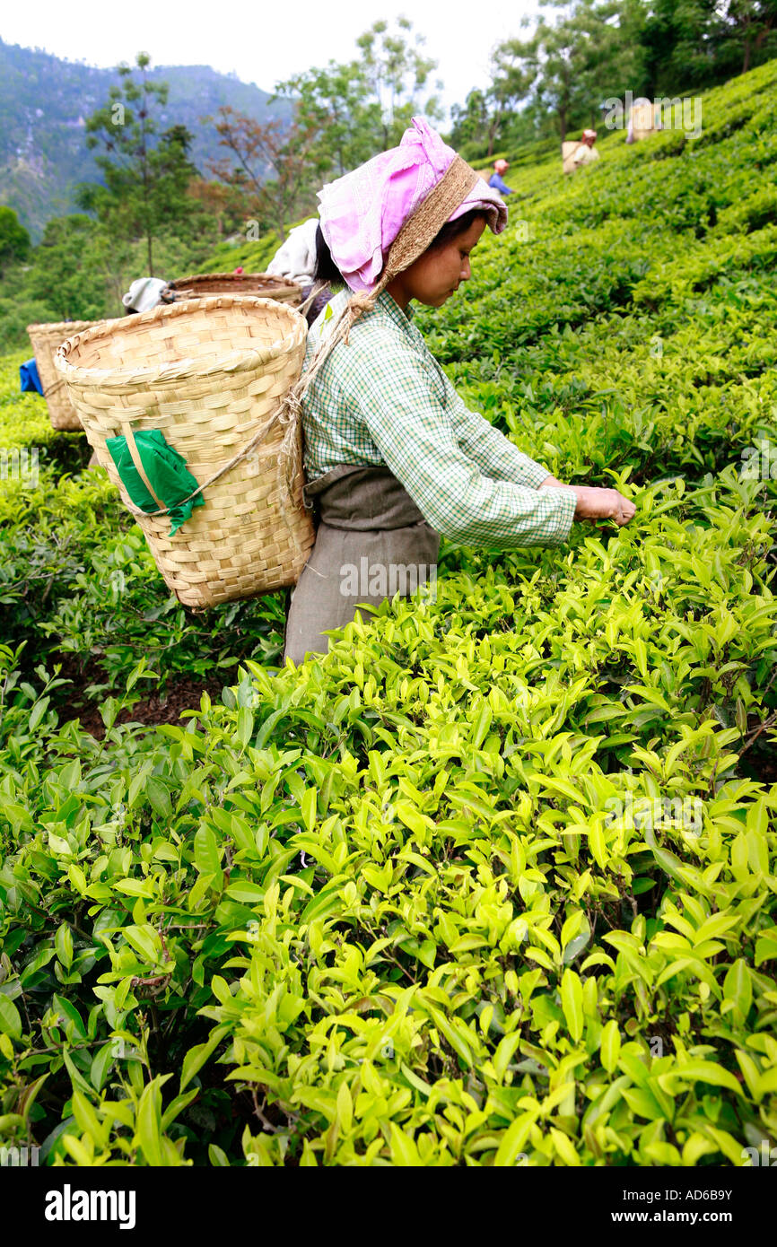 Tea picking in West Bengal, India Stock Photo - Alamy