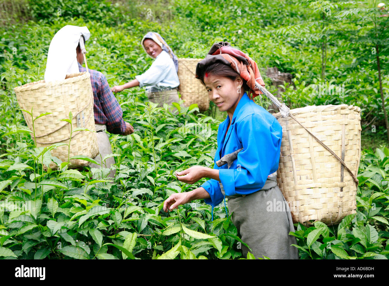Tea picking in West Bengal, India Stock Photo - Alamy
