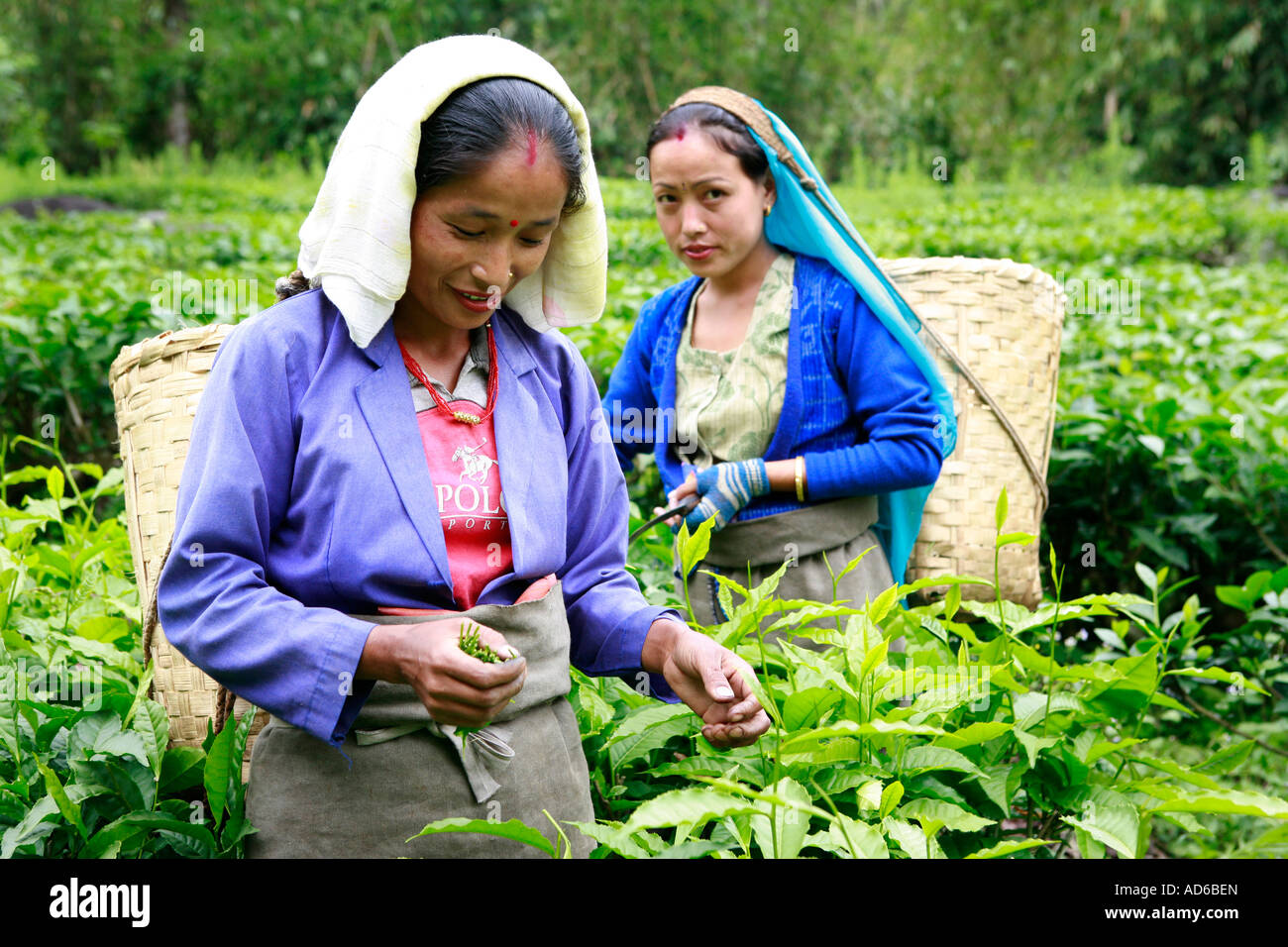 Tea picking in West Bengal, India Stock Photo - Alamy