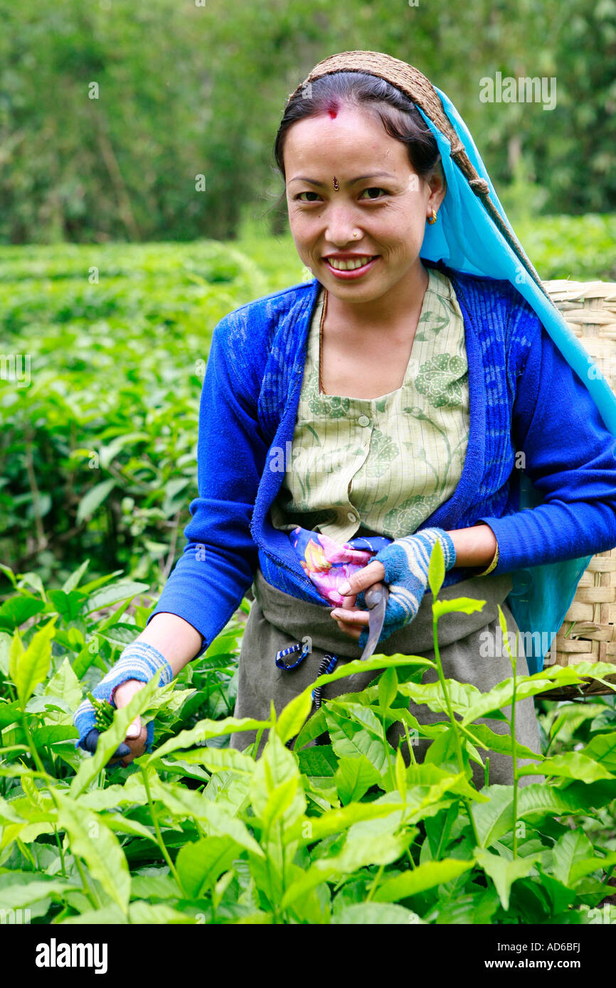 Tea picking in West Bengal, India Stock Photo - Alamy
