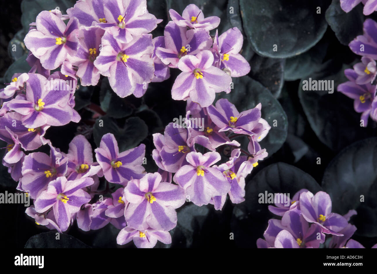 PLANT CHIMERA varieties Stock Photo - Alamy
