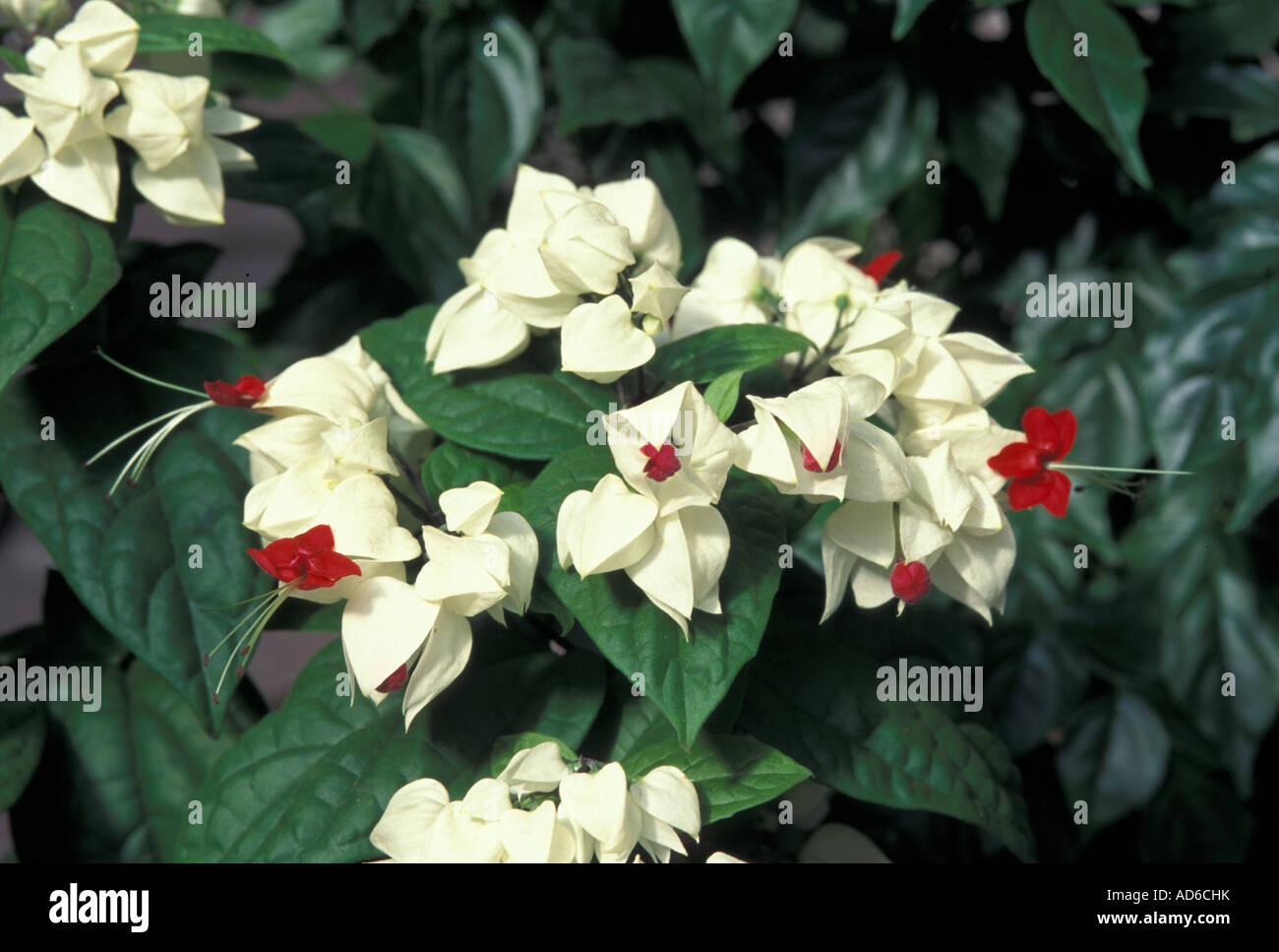 PLANT CLERODENDRUM in bloom Stock Photo - Alamy