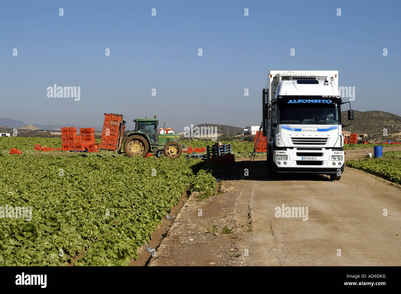 Spanish iceberg lettuce hi-res stock photography and images - Alamy
