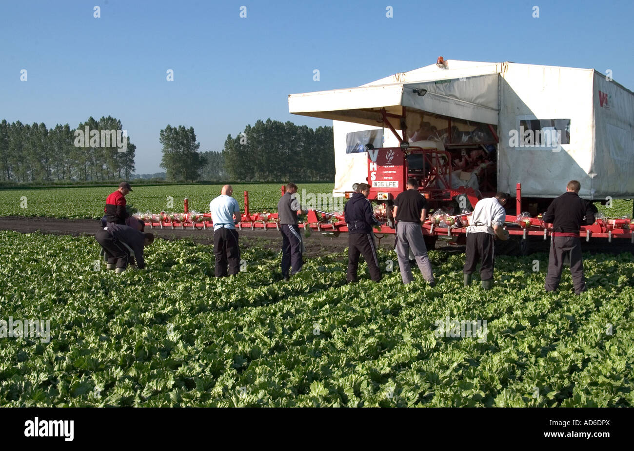 Combine Spinach High Resolution Stock Photography and Images - Alamy