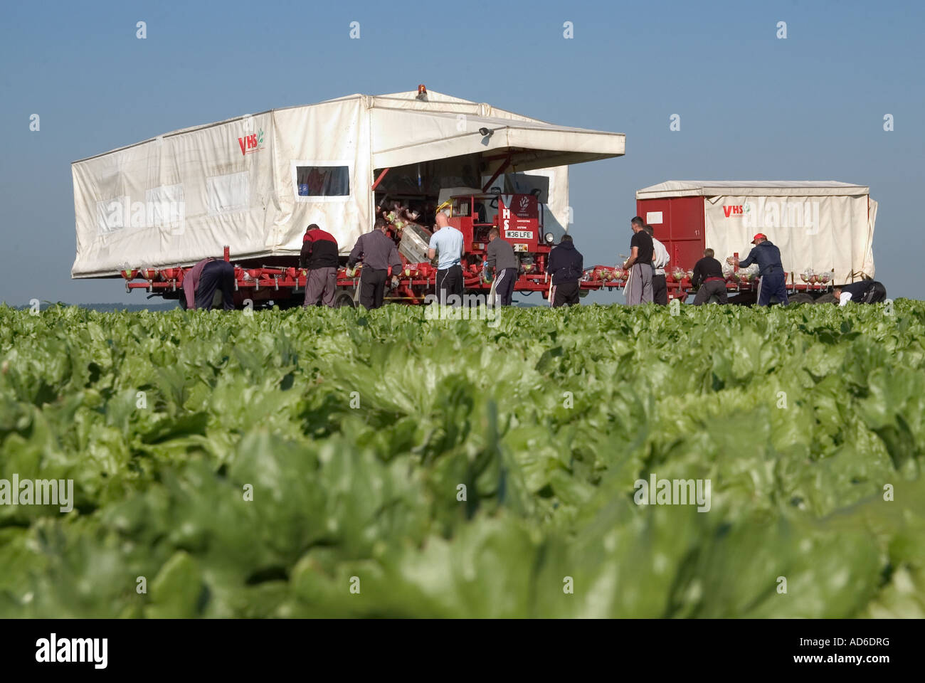 Migrant workers harvesting lettuce in UK Stock Photo - Alamy