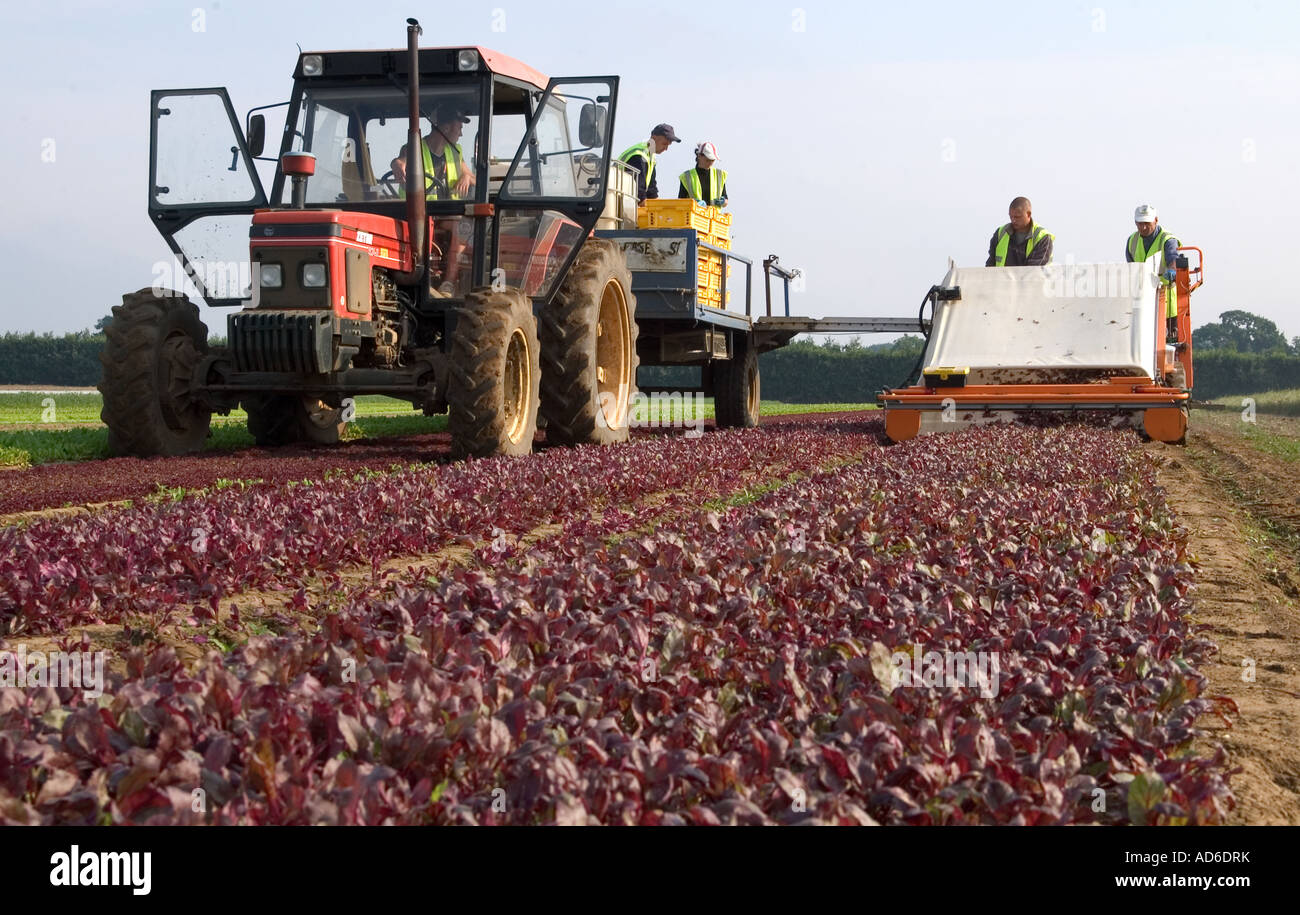 Migrant workers harvesting baby lettuce leaves in UK Stock Photo - Alamy