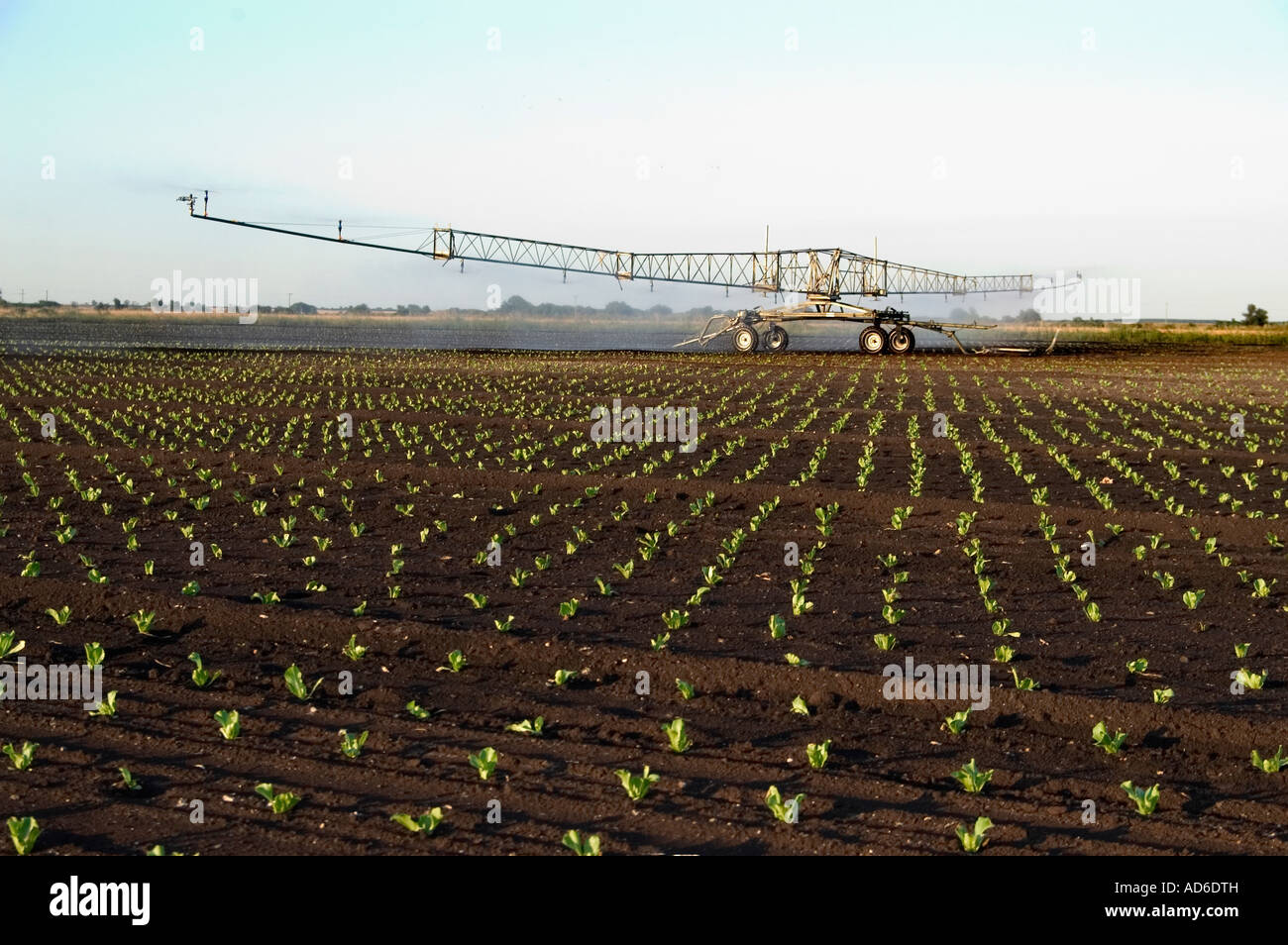 Irrigating lettuce crop Cambridgeshire Stock Photo - Alamy