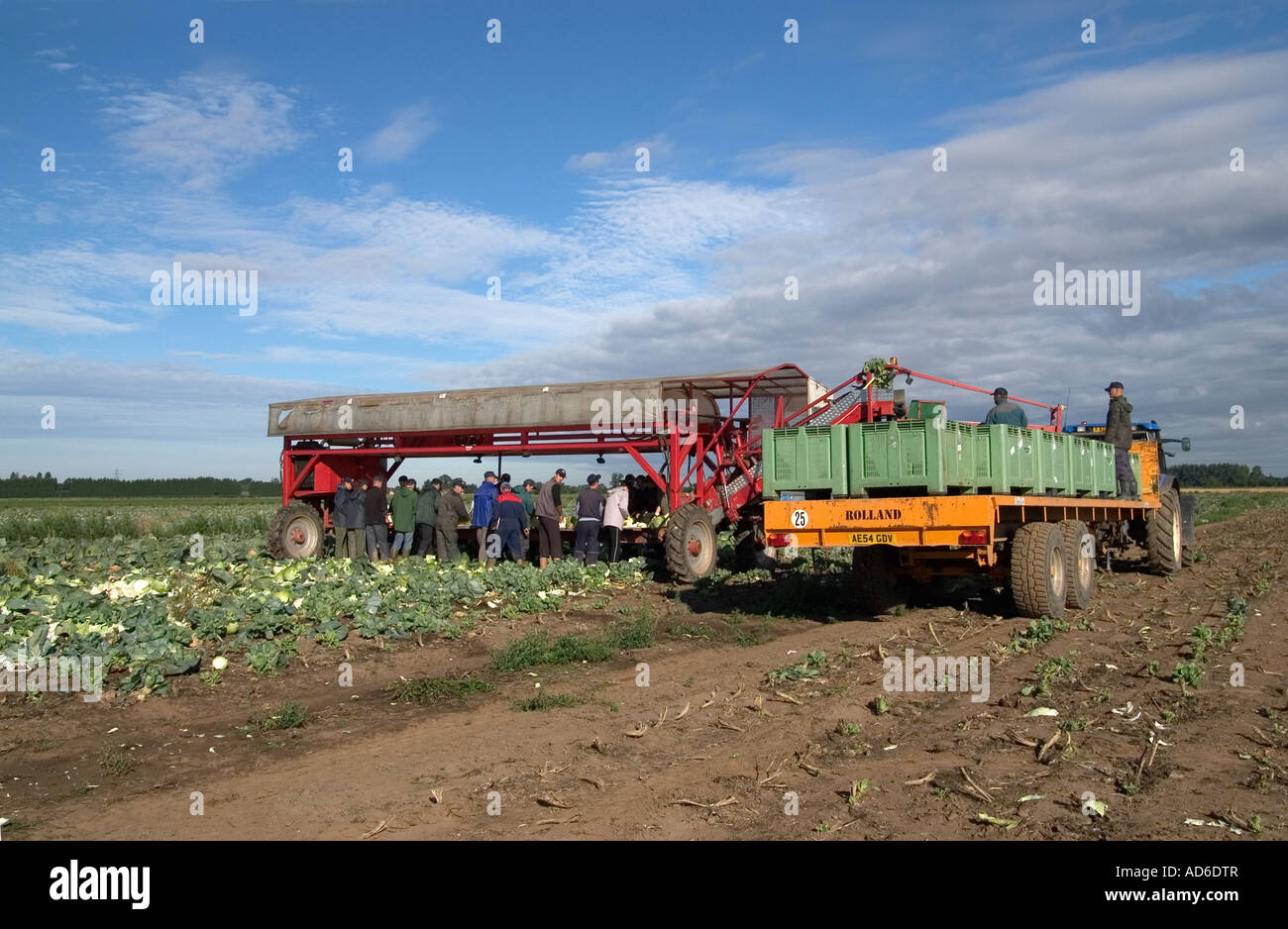 Migrant workers harvesting cabbage in UK Stock Photo - Alamy