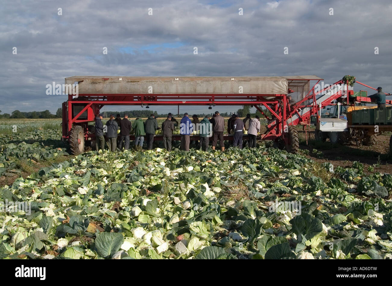 Migrant workers harvesting cabbage in UK Stock Photo - Alamy