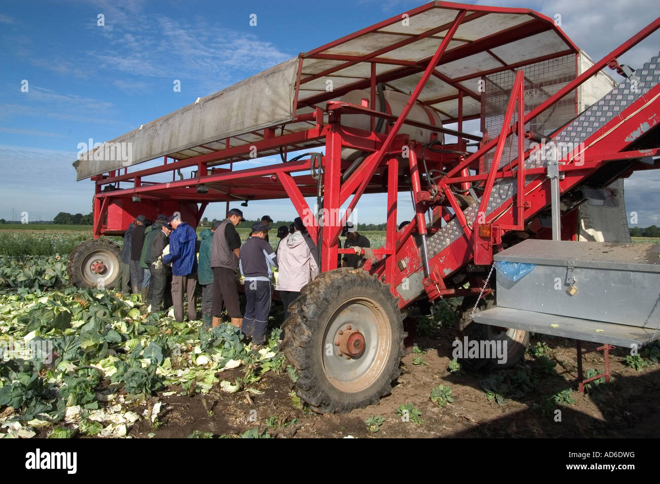 Migrant workers harvesting cabbage in UK Stock Photo - Alamy