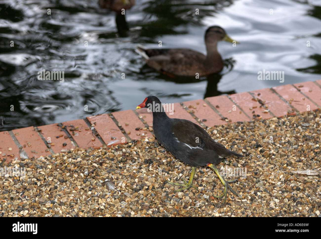 Bourne hall hi-res stock photography and images - Alamy