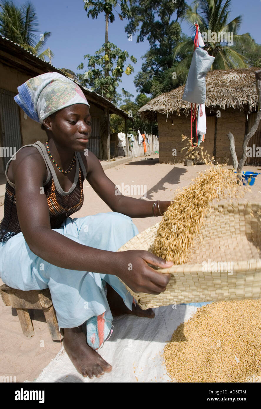 Young woman uses traditional basket to winnow and clean brown husk rice ...
