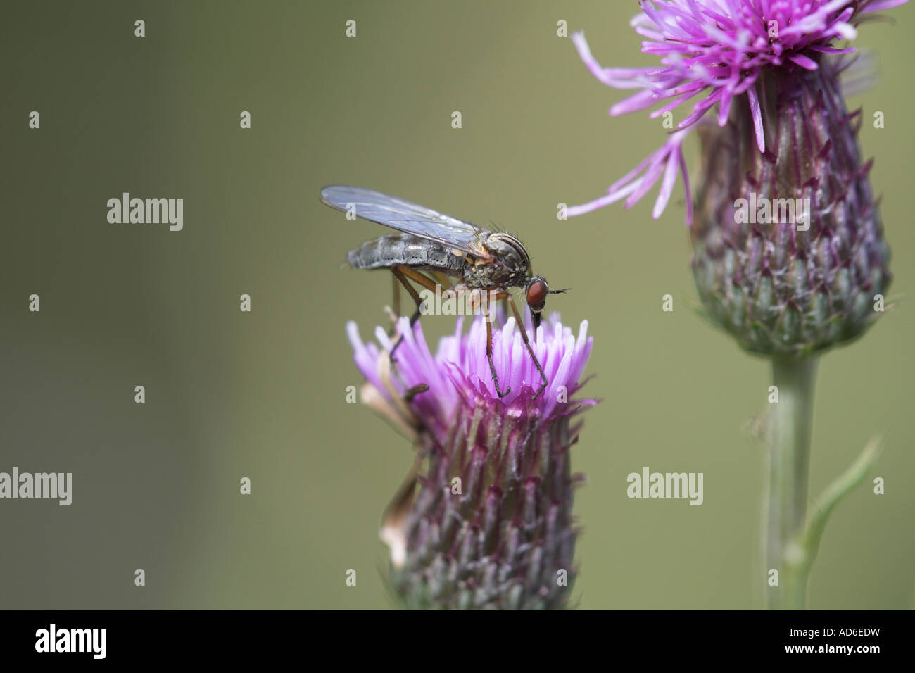 Wood Gnat species adult fly feeding on a thistle flower, Chamber's Farm ...