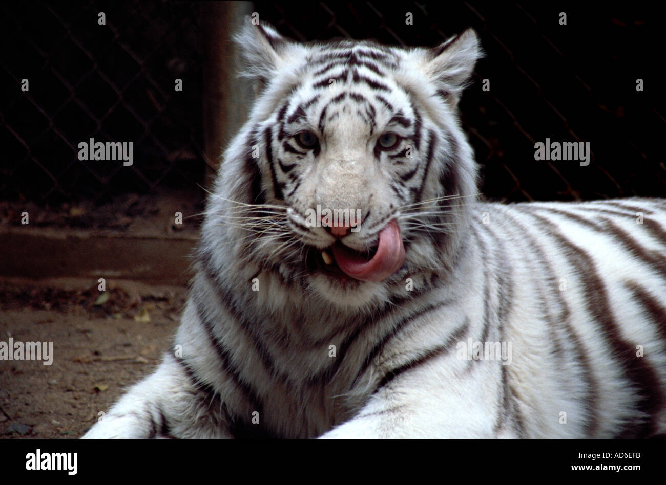 Bengal tiger Phoenix Arizona USA Stock Photo - Alamy