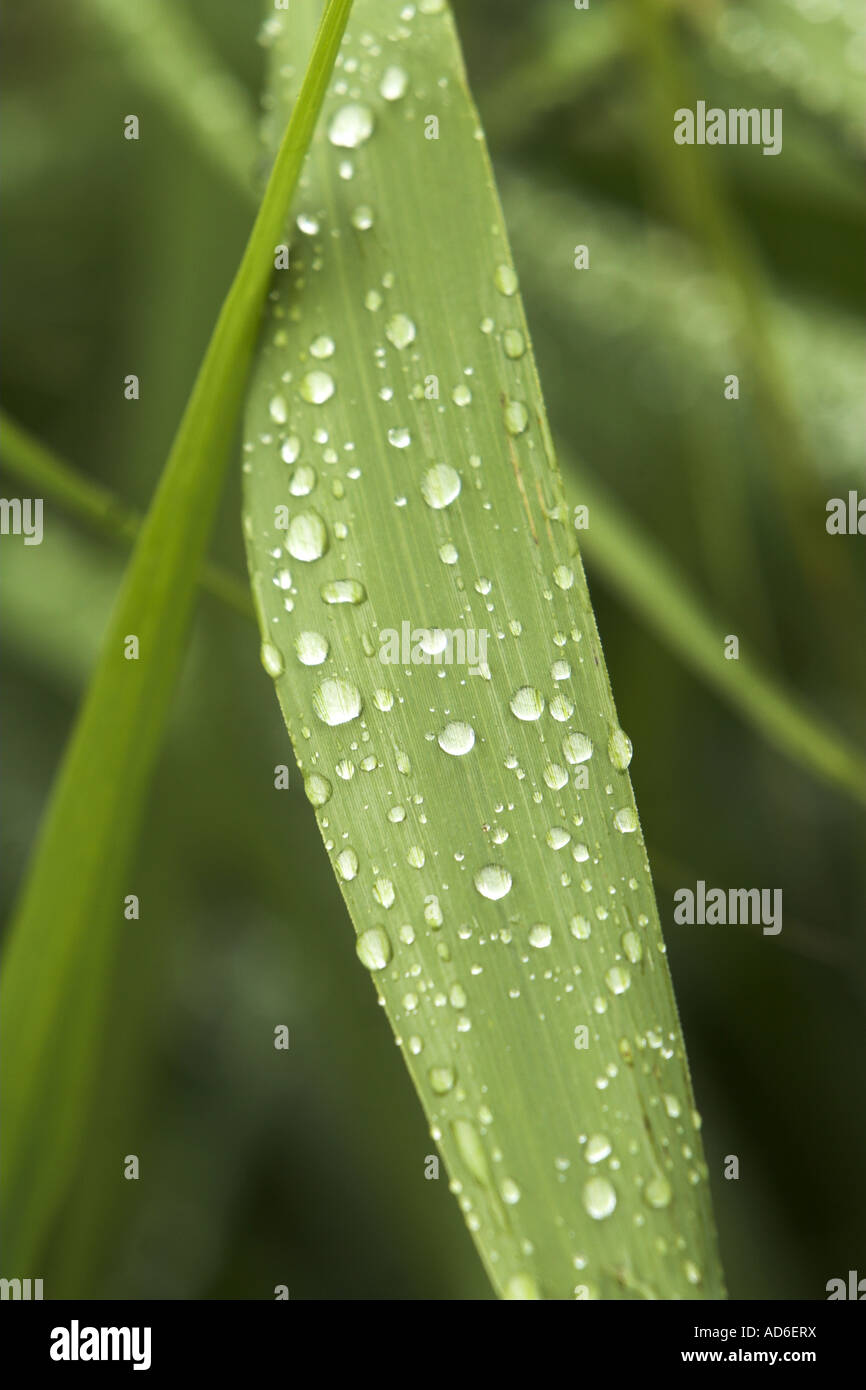 Leaf of reed with rain drops hi-res stock photography and images - Alamy