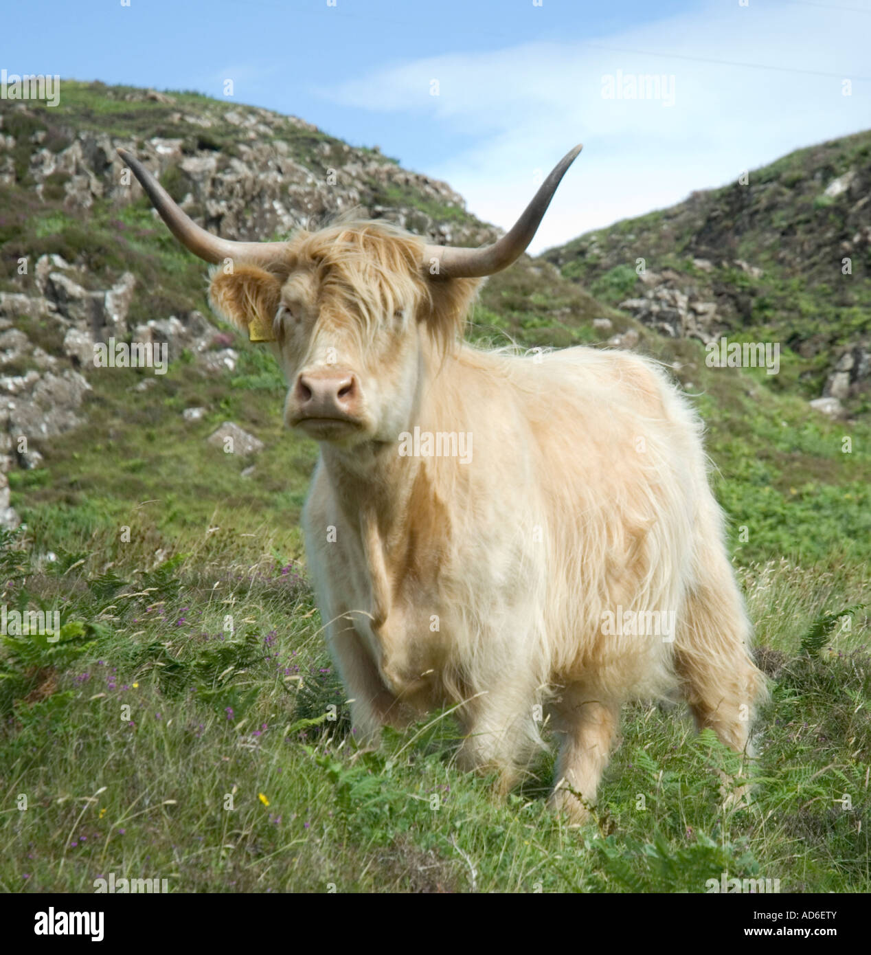 Highland Cow on Skye, Scotland Stock Photo - Alamy