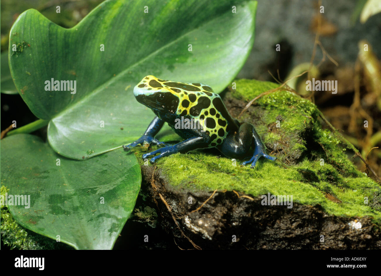 Kutari river hi-res stock photography and images - Alamy