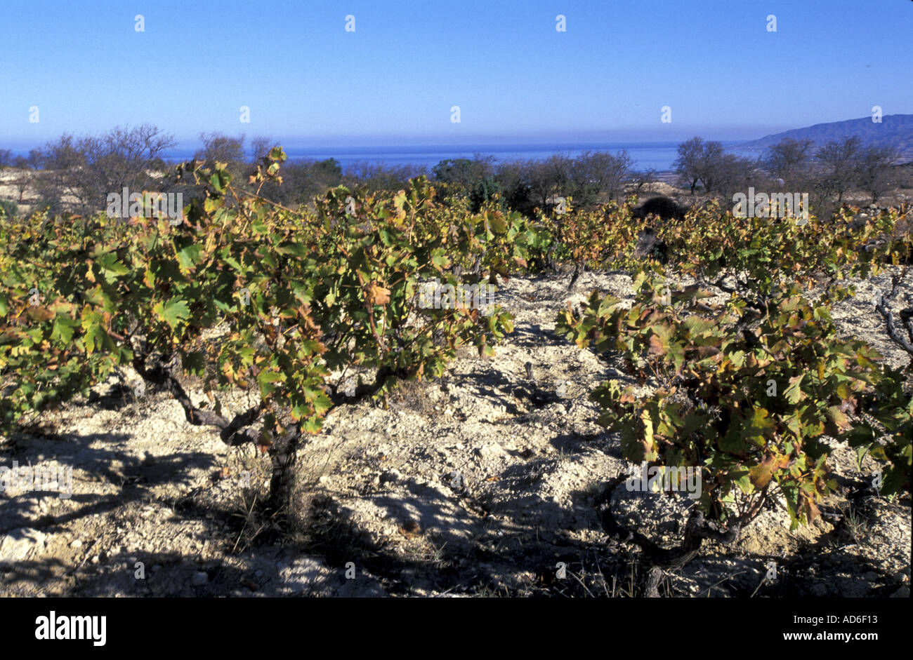 Vineyards in fall hi-res stock photography and images - Alamy