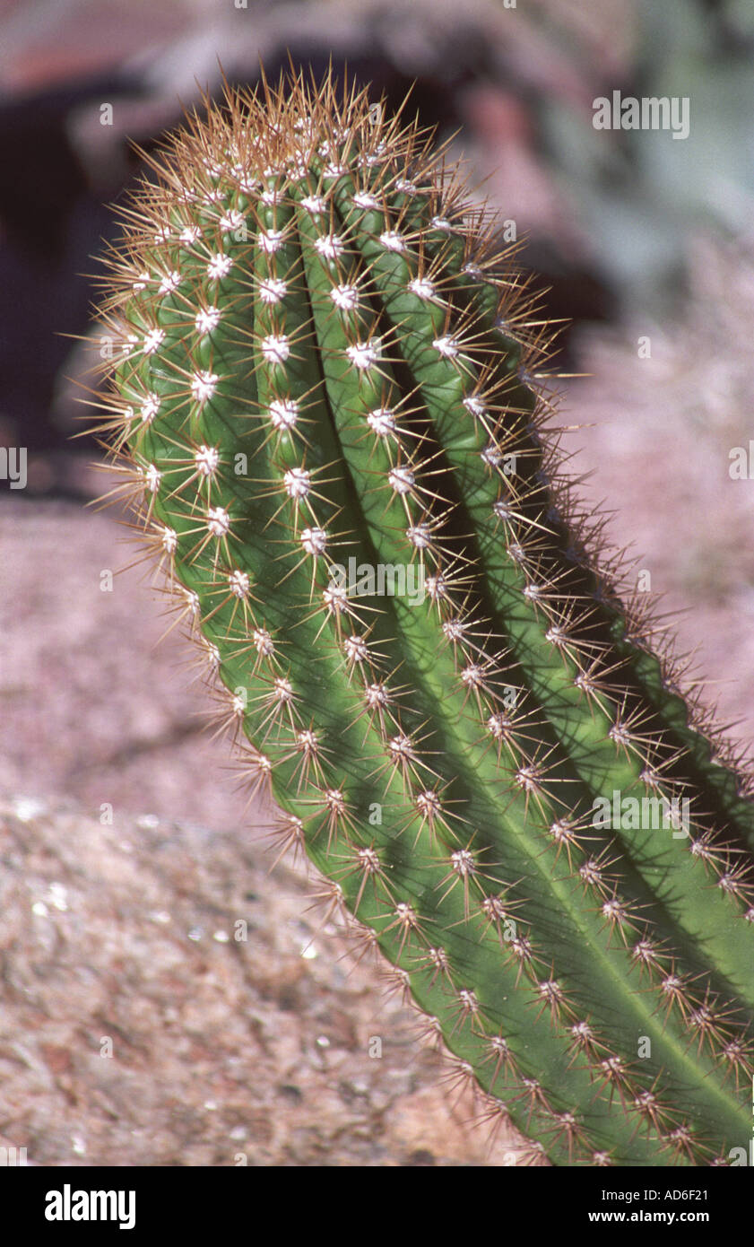 Cactus Phoenix Arizona USA Stock Photo - Alamy